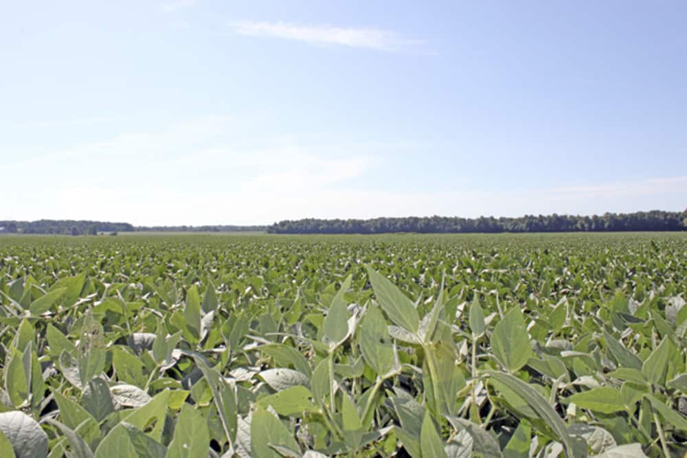 web-farm2_webg - Wilson National